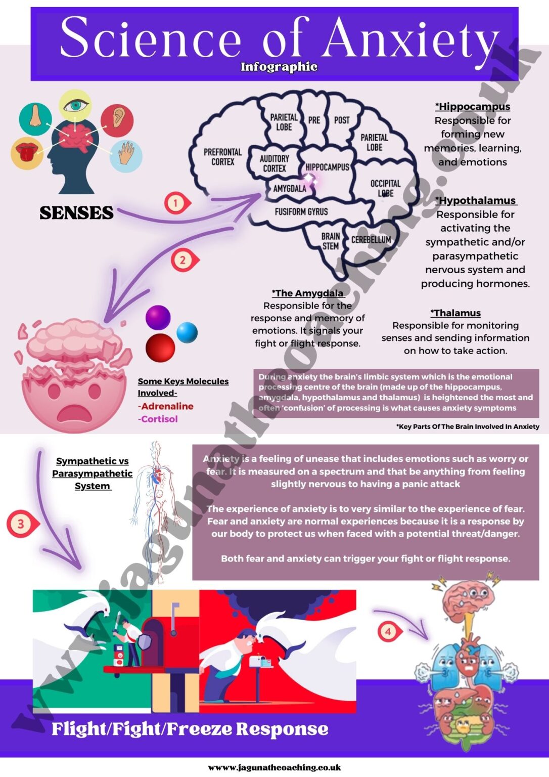 Science of Anxiety Infographic (Cheat Sheet)
